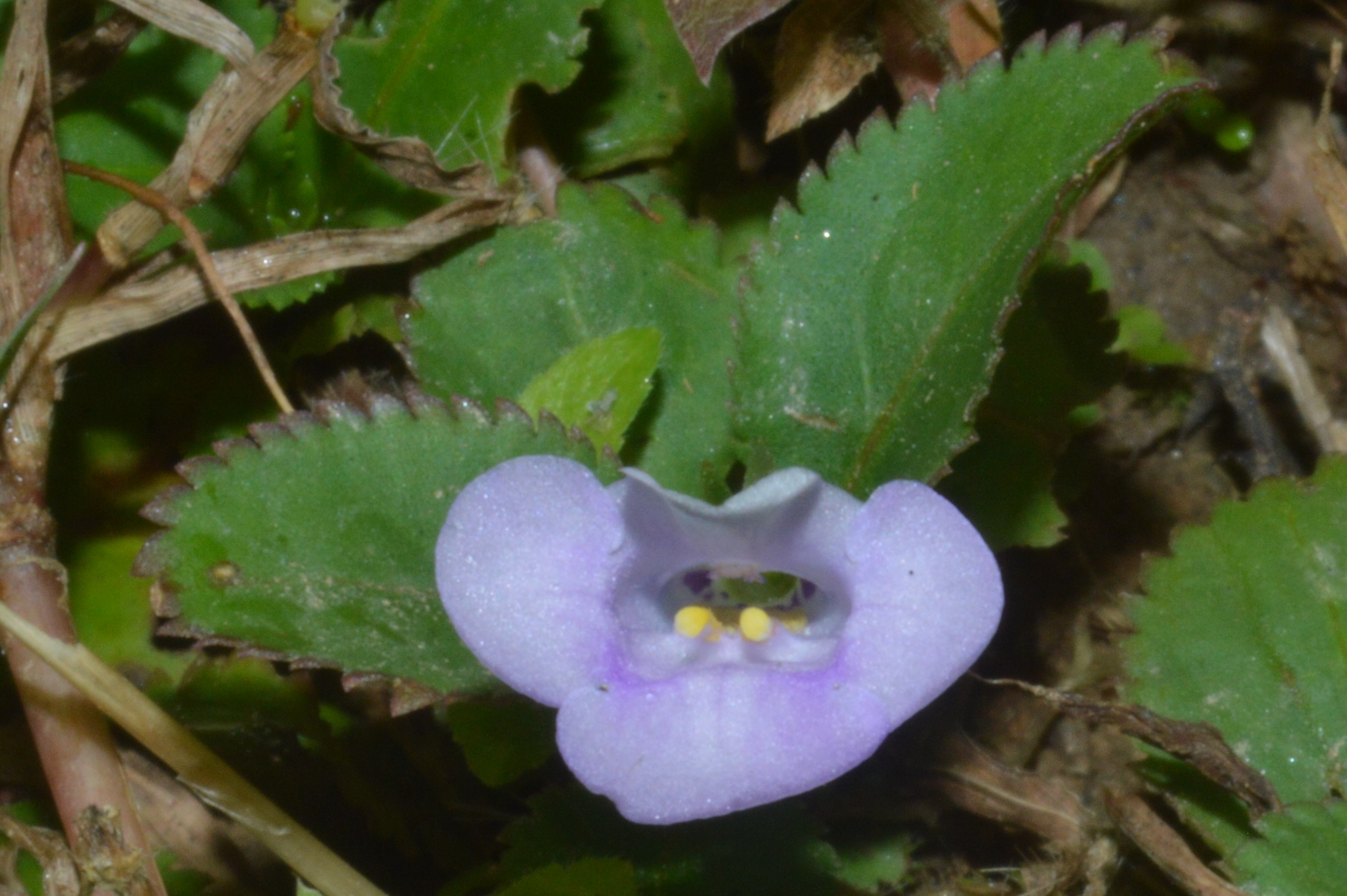 Lindernia ruellioides – eFlora of India
